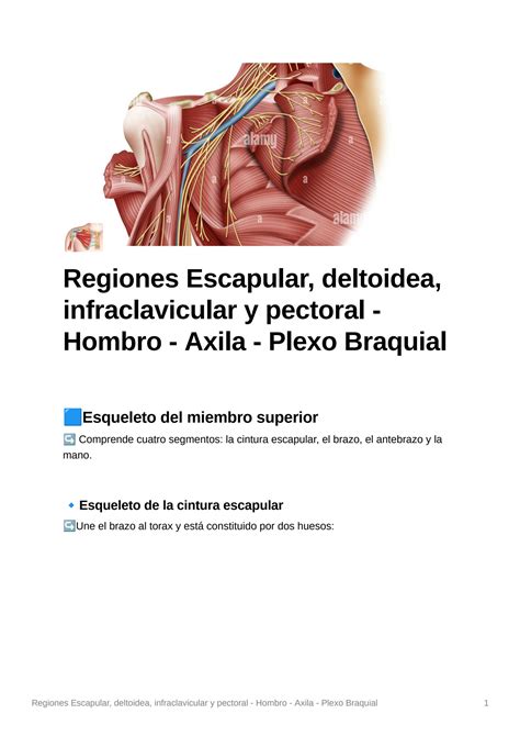 SOLUTION Anatomía Regiones Escapular Deltoidea Infraclavicular