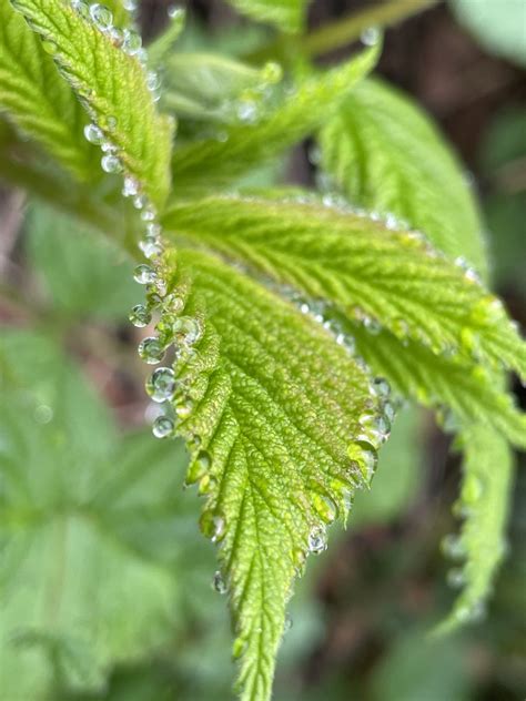 Nature Plants On Twitter RT Ferrisjabr Lots Of Guttation In The