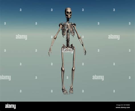 Mensch Anatomie Skelet Organe Fotos Und Bildmaterial In Hoher