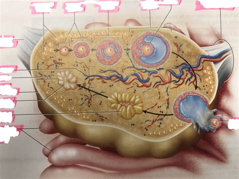 Bio Histology Of The Ovary Diagram Quizlet