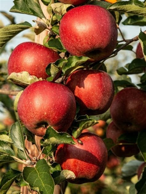 These Are The 10 Best Rated Apple Varieties In The World