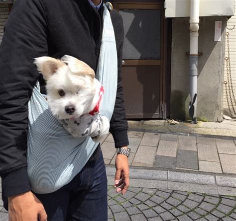 がんたと春の伊豆旅行 その1 沼津港愛犬の駅編 がんたの極楽ドッグラン日記