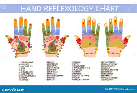 Hand Reflexology Chart With Description Of The Corresponding Internal
