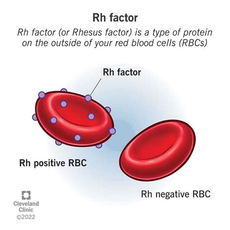 Tipos de sangre Compatibilidad Factor Rh Conheça o emocionante