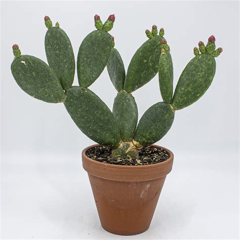 Opuntia Inamoena Kakteen Gautschi