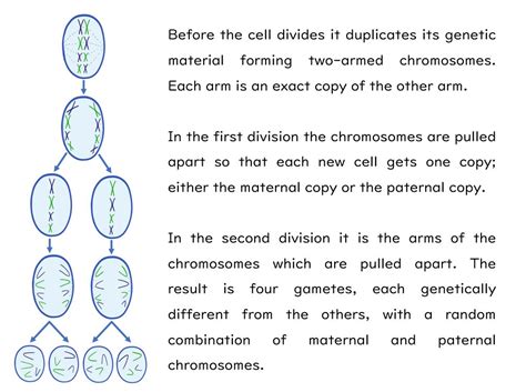 Meiosis Slides And Worksheet GCSE Biology AQA Teaching Resources
