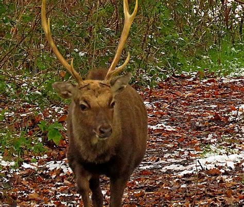 59269Sika Ian Ballam Flickr