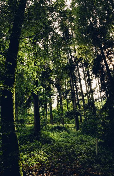 Fotos gratis árbol naturaleza bosque rama planta luz de sol