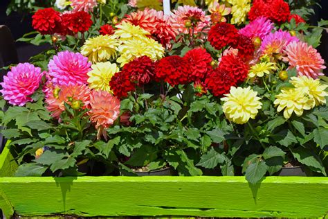Cómo cultivar dalias Guía completa