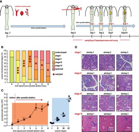 Frontiers Transcriptomic Analysis Reveals Yolk Accumulation Mechanism