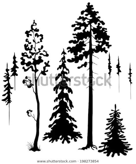 Coniferous Trees Silhouettes Set vector de stock libre de regalías