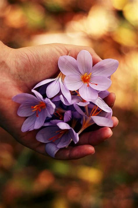 Aprende cómo pintar flores con acuarela en este tutorial paso a paso