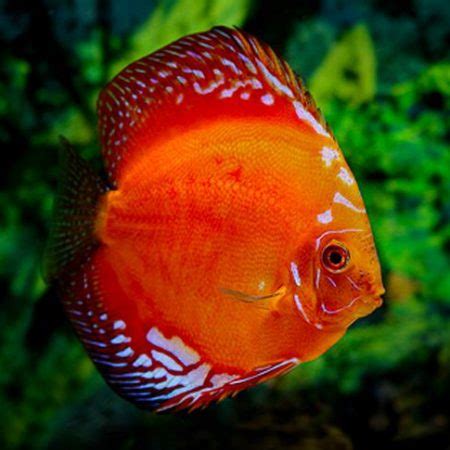 San Merah Discus Fish For Sale Azgardens Star Quality