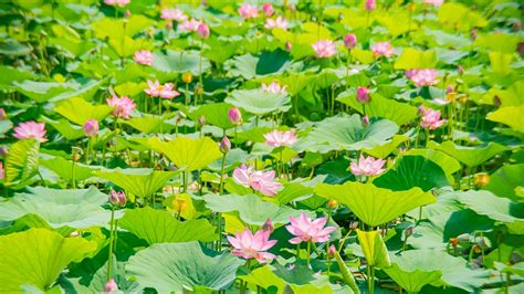 Lotus Fleurs Les Plantes Photo Gratuite Sur Pixabay Pixabay
