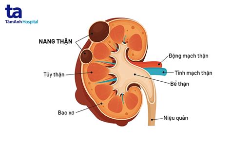 Nâng thận có ảnh hưởng gì không Khám phá những lợi ích và rủi ro