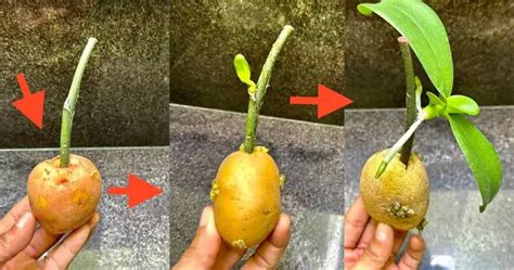 Cómo propagar orquídeas a partir de ramitas de flores se multiplica