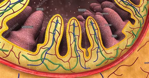 vellosidades intestinales singular vellosidades son pequeñas