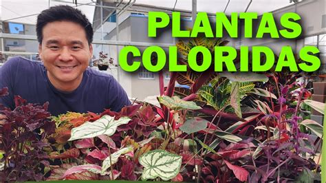 Folhagens Coloridas Para Jardim Ou Vasos Youtube
