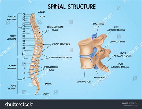 Human Vertebral Column Diagram