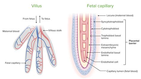 Simple Placenta Diagram
