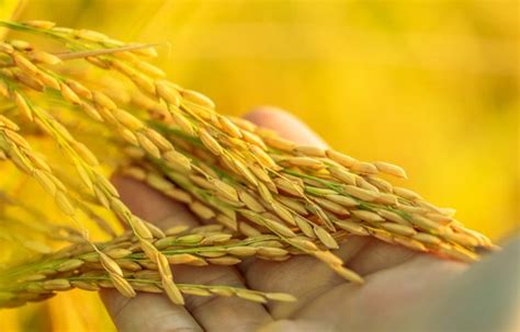 Cuándo se cosecha el arroz en el Delta del Ebro Sooluciona