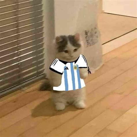 Argentina Hechos de gato Imágenes divertidas de animales Gatito