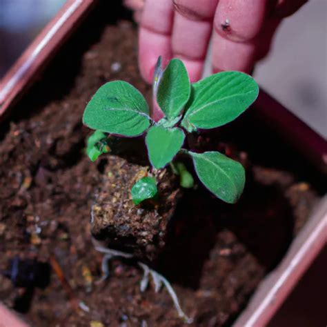 Descubra Os Segredos Para Plantar S Lvia Sucesso