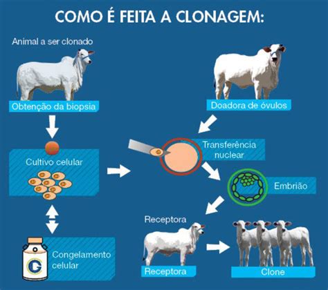 Clonagem Animal GENEAL Genética e Biotecnologia Animal