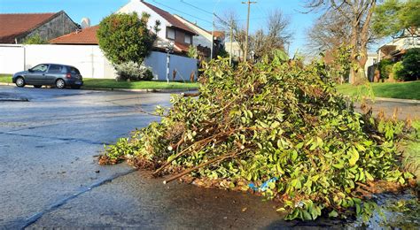 Restos de poda hojas y lluvia torrencial el combo que inundó las