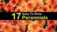 22 Best Perennial Plant Ideas Flowers Perennials Perennials