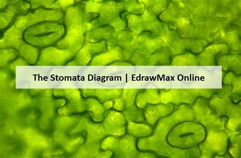 A Guide To Understand Stomata With Diagram Edrawmax Online 16646 The