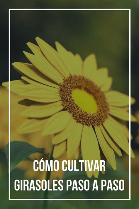 Aprende cómo cultivar tus propios girasoles en tu jardín paso a paso
