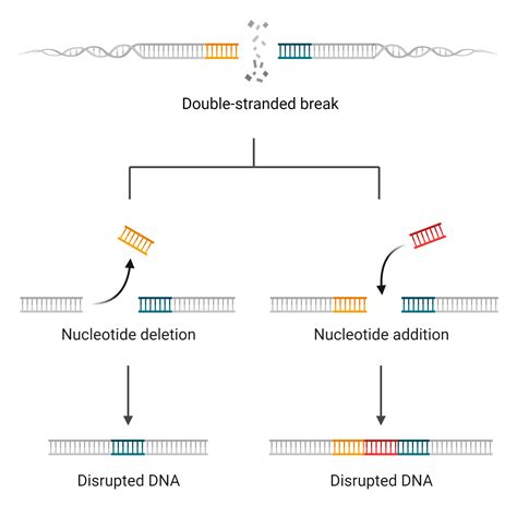 Genome Editing CRISPR AAT Bioquest