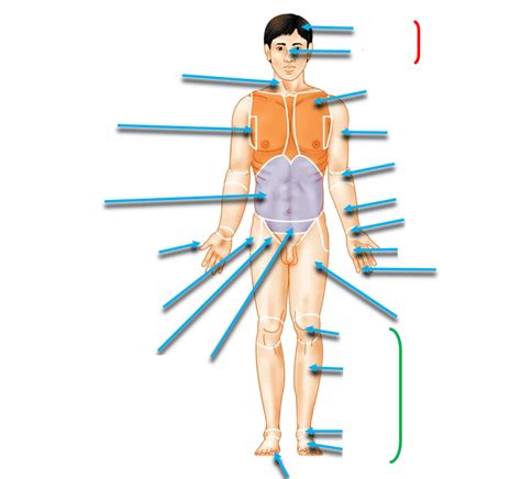 Body Regions Anterior View Diagram Quizlet