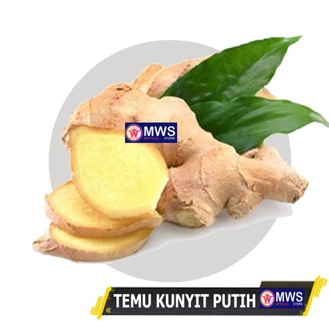 Jual TEMU KUNYIT PUTIH SEGAR 1KG CURCUMA ZEDOARIA KUNIR PUTIH MWS
