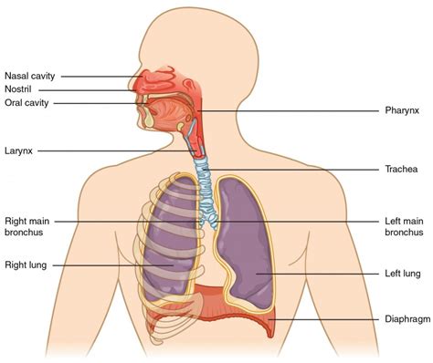 Organs And Structures Of The Respiratory System Anatomy And Physiology II