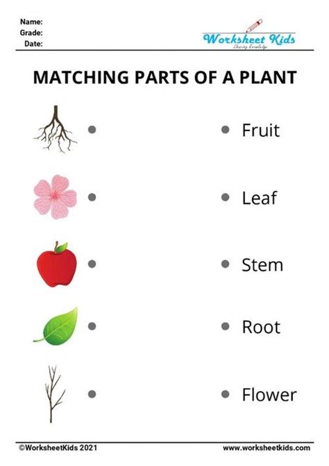 Parts Of A Plant And Its Functions Worksheets Free Printable Pdf