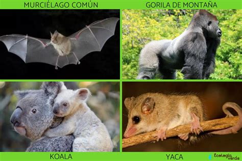 Tipos de mamíferos sus características y ejemplos Resumen y fotos