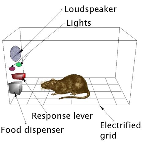 Skinner Operant Conditioning