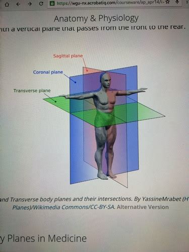 WGU Anatomy And Physiology 1 Flashcards Quizlet