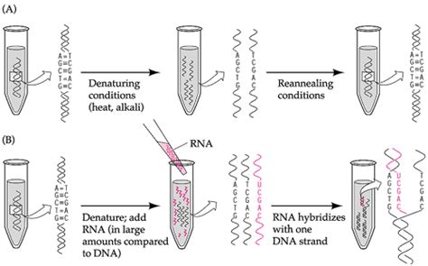 nucleic acid hybridization biochemistry assignment help