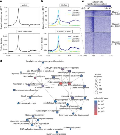 Clustering Human Coding Genes Based On Mutation Rate Profiles A