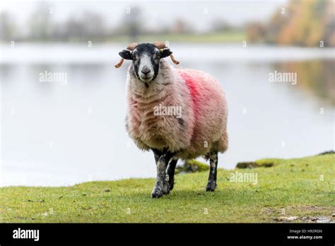 Sheep In The Lake District Stock Photo Alamy