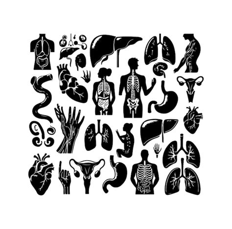 Collection d organes humains silhouette interne organes isolés ensemble