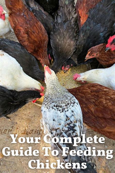 Your Complete Guide To Feeding Chickens Artofit