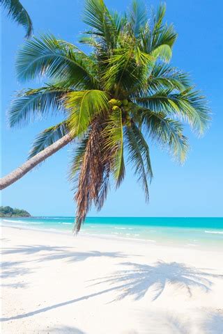 Palmen Strand Meer Tropisch Schatten X Uhd K