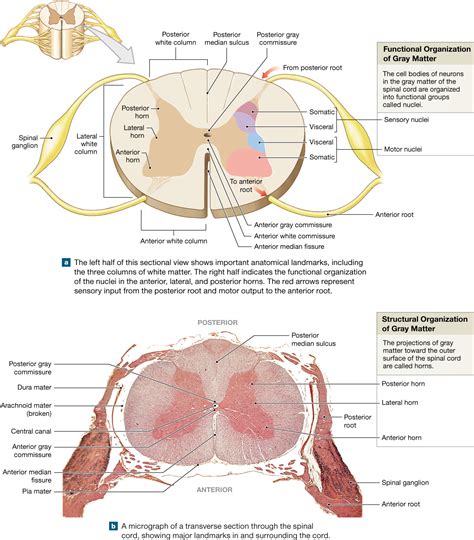Label The Spinal Cord Diagram