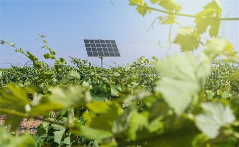 Cultivos y energía solar una radiante y sostenible simbiosis