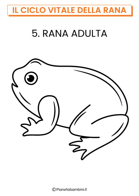 Il Ciclo Vitale Della Rana Da Colorare PianetaBambini It