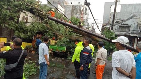 15 Pohon Tumbang Akibat Diterjang Angin Kencang Dan Hujan Di Jakarta